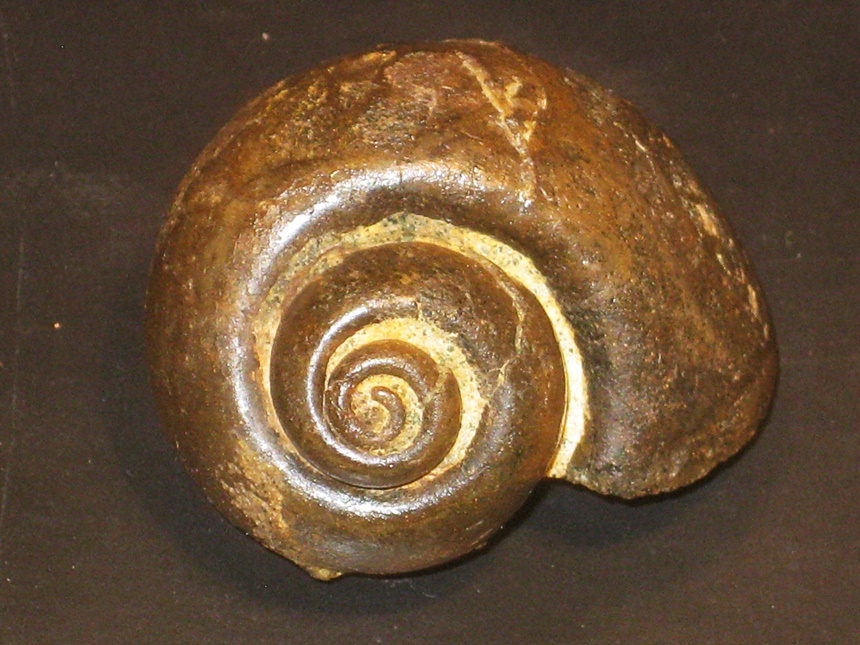 Gyrodes gentii ( Wade, 1926 ) | Ammoniten.org