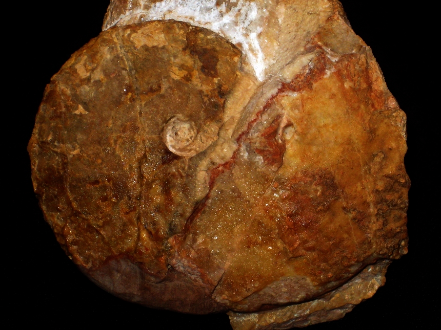 Trachyceras medusae ( v. Mojsisovics, 1893 ) | Ammoniten.org