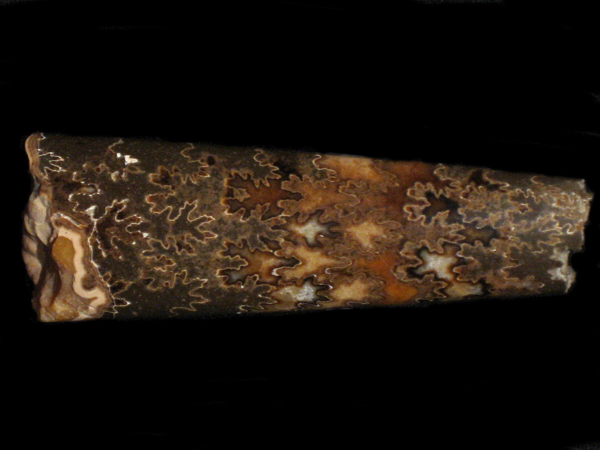 Baculites compressus ( Say, 1920 ) | Ammoniten.org