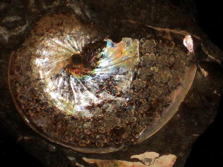 Sphenodiscus lenticularis ( Owen, 1852 ) | Ammoniten.org