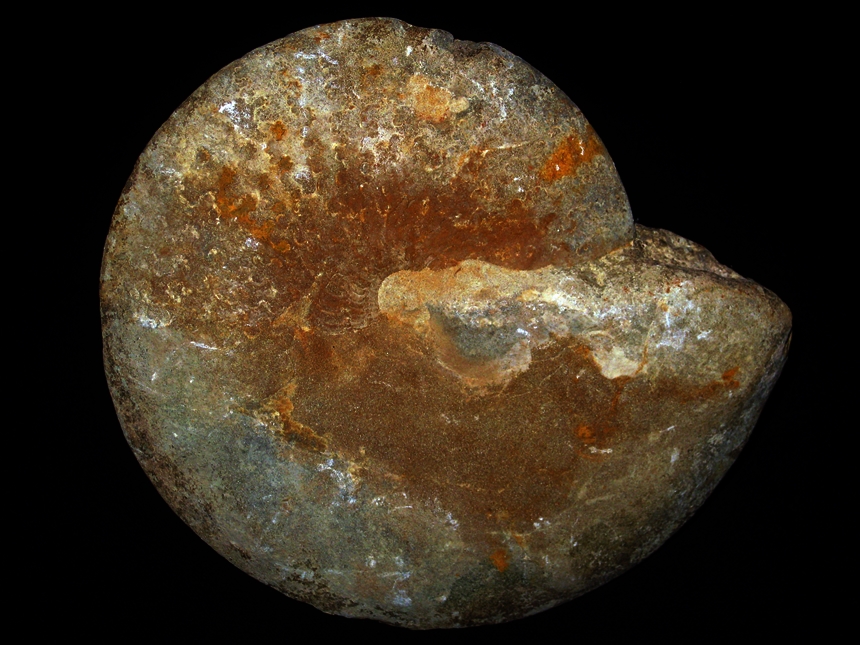 Sphenodiscus pleurisepta ( Conrad, 1857 ) | Ammoniten.org