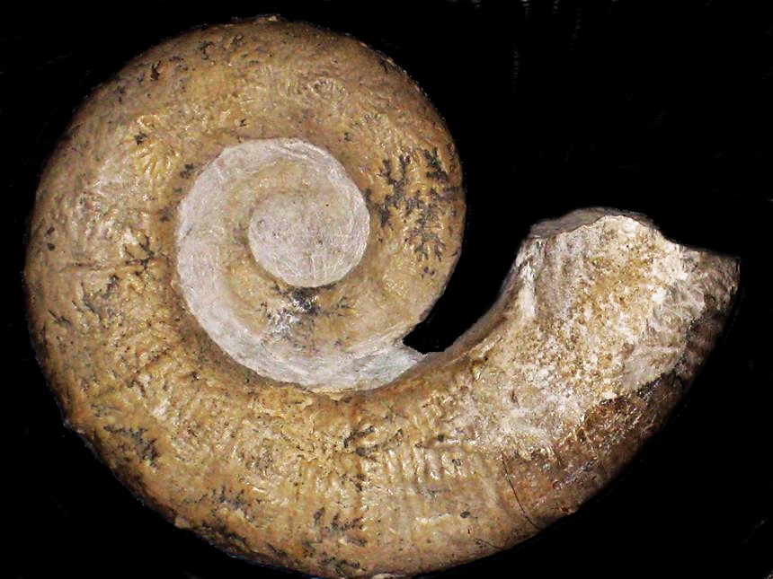 Crioceratites stahleckeri ( Sarkar, 1955 ) | Ammoniten.org