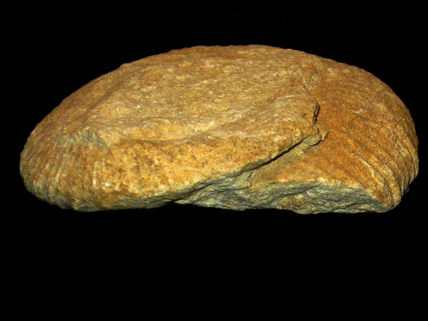 Bostrychoceras polyplocum ( Römer, 1841 ) | Ammoniten.org