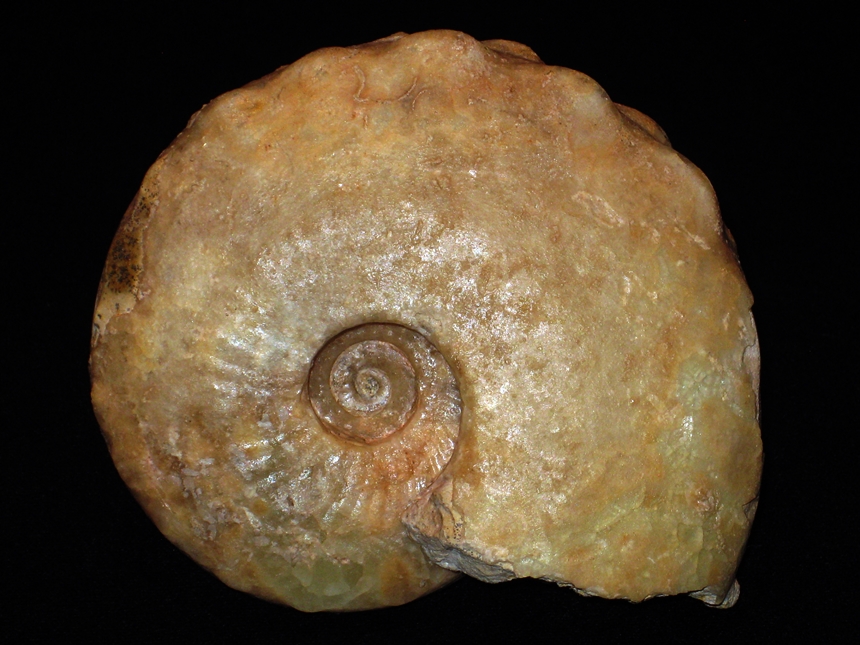 Distichoceras ( Distichoceras ) albus ( Baloge & Cariou, 2001 ) | A...