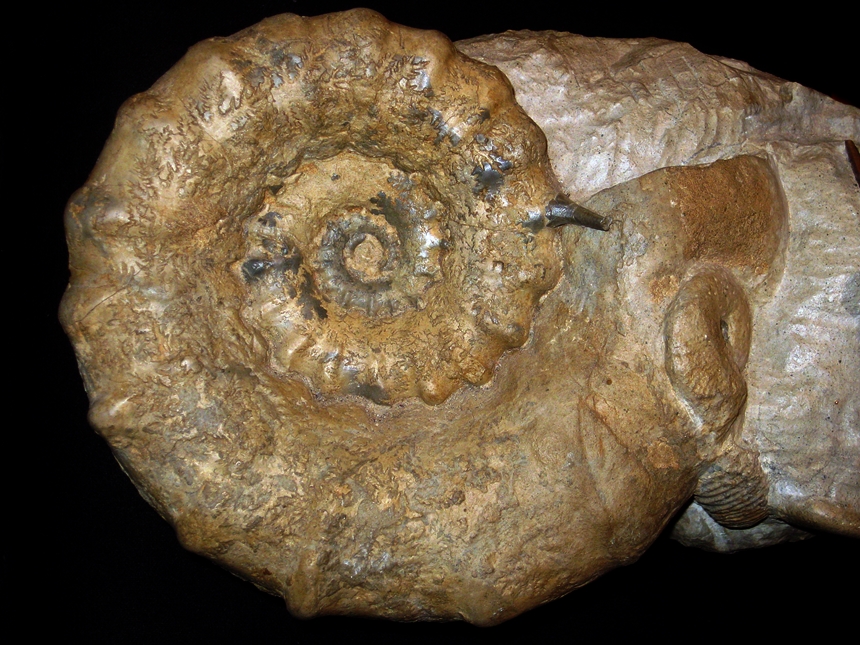 Euaspidoceras rupellense ( d’Orbigny, 1849 ) | Ammoniten.org