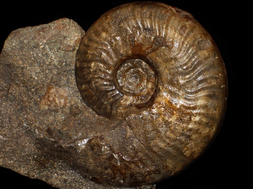 Graphoceras ( Ludwigella ) apertum ( Buckman, 1888 ) | Ammoniten.or...