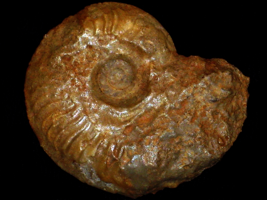 Graphoceras ( Ludwigella ) attenuatum ( Buckman, 1904 ) | Ammoniten...