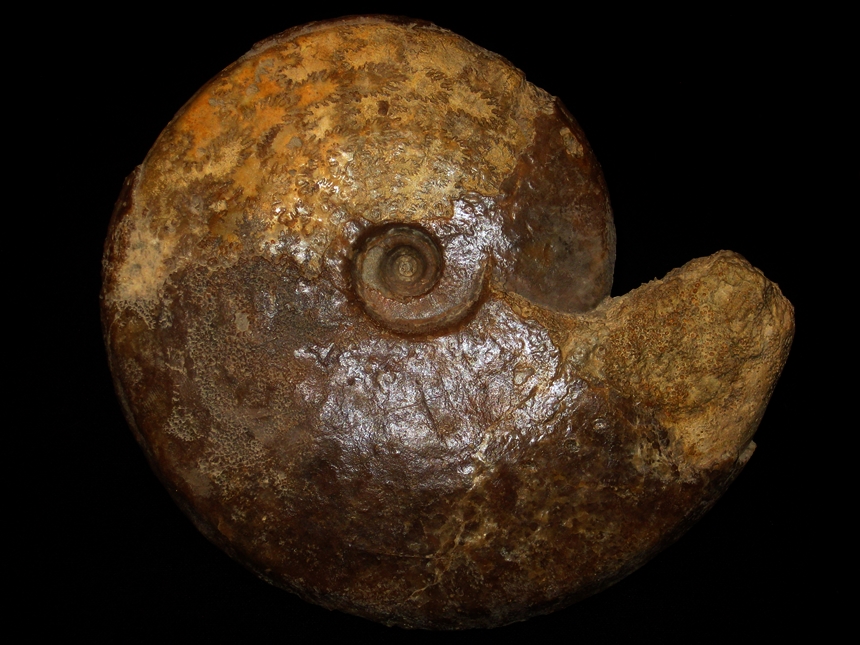 Graphoceras ( Graphoceras ) formosum ( Buckman, 1888 ) | Ammoniten....