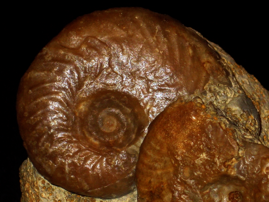Graphoceras ( Ludwigella ) micrum ( Buckman, 1904 ) | Ammoniten.org