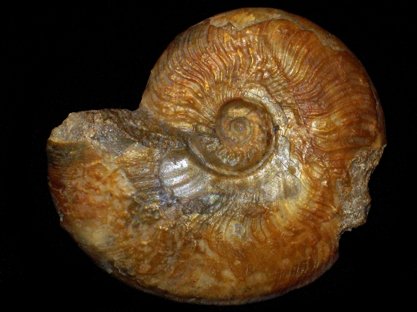 Leioceras ( Cylioceras ) comtocostosum ( Chandler & Callomon, 2009 ...