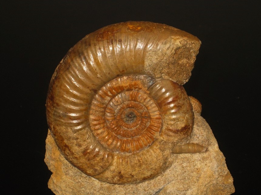 Leptosphinctes ( Leptosphinctes ) leptus ( Buckman,1920 ) | Ammonit...