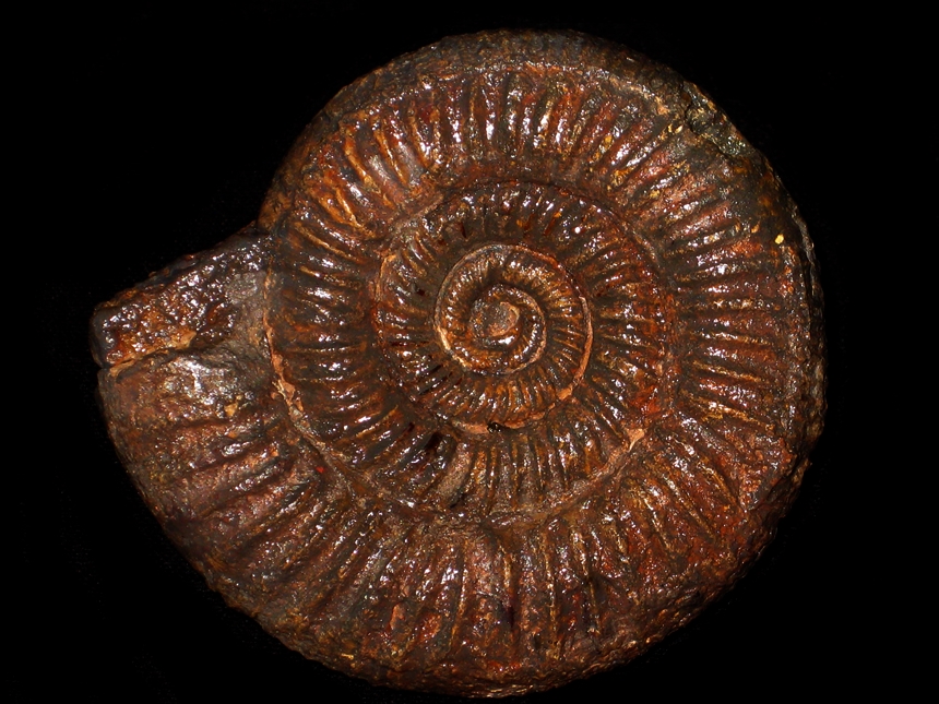 Perisphinctes ( Dichotomosphinctes ) muehlbachi ( Hyatt, 1894 ) | A...