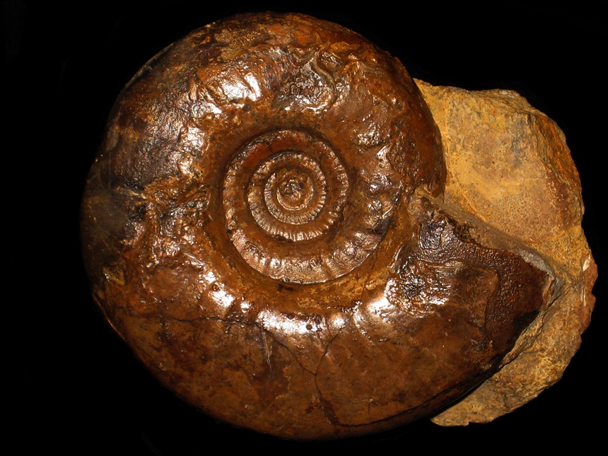 Procerites ( Procerites ) quercinus ( Terquem & Jourdi, 1869 ) | Am...