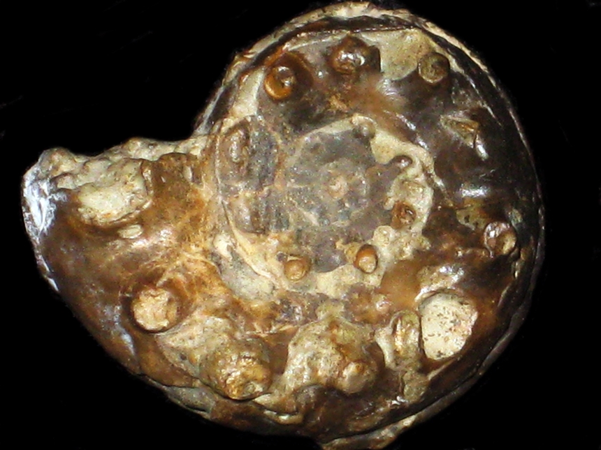 Sonninia ( Euhoploceras ) acanthodes var. crassispinata ( Buckman,