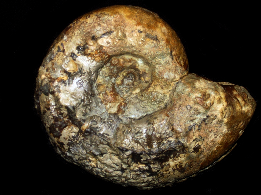 Sonninia ( Euhoploceras ) acanthodes var. locuples ( Buckman, 1894 ...