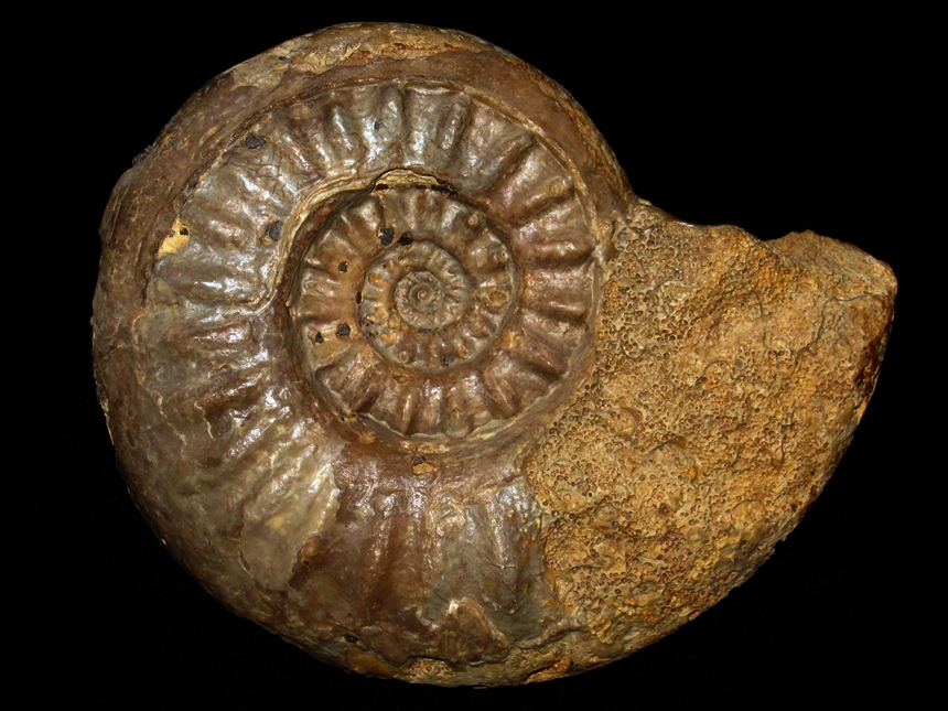 Sonninia ( Euhoploceras ) acanthodes var. irregularis ( Buckman, 18...