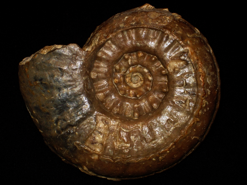 Sonninia ( Euhoploceras ) acanthodes var. spinosa ( Buckman, 1893 )...