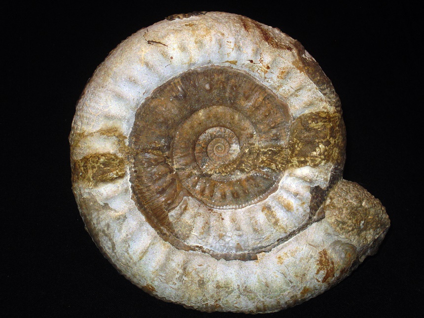 Stephanoceras ( Skirroceras ) leptogyrale ( Buckman, 1924 ) | Ammon...