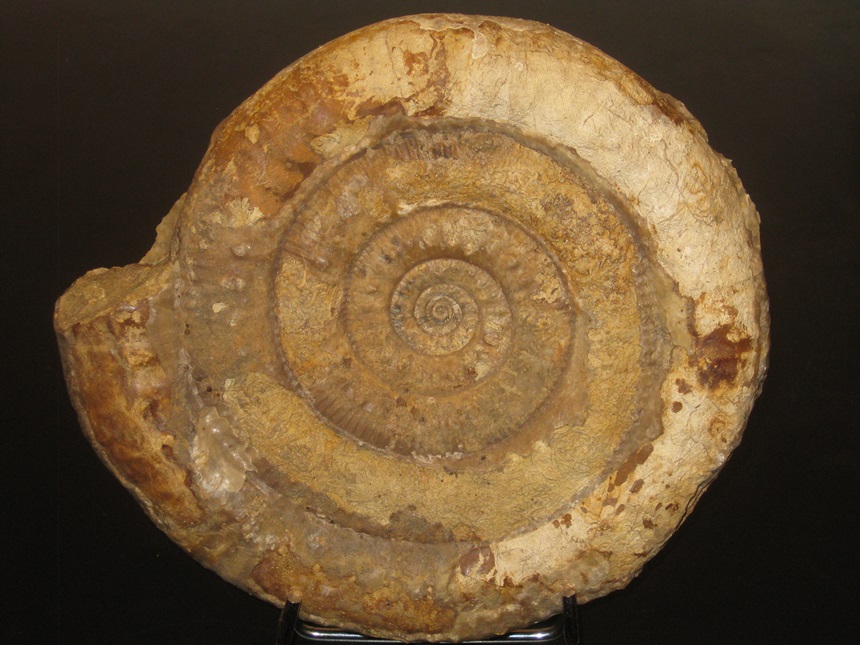 Stephanoceras ( Skirroceras ) leptogyrale ( Buckman, 1924 ) | Ammon...