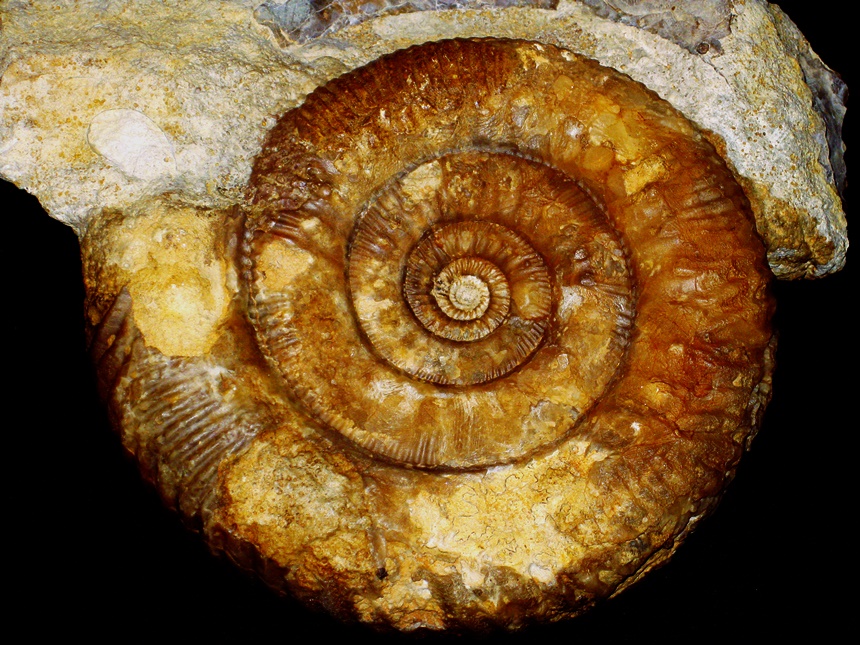 Stephanoceras ( Skirroceras ) macrum ( Quenstedt, 1886 ) | Ammonite...