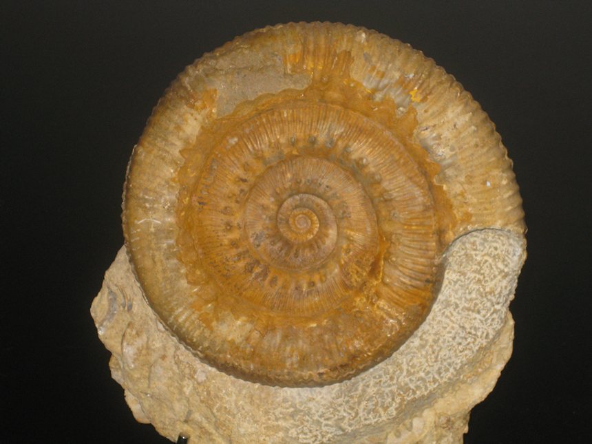 Stephanoceras ( Stephanoceras ) freycinetti ( Bayle, 1878 ) | Ammon...