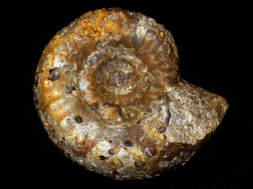 Epalxites lepsiusi ( Gillet, 1937 ) | Ammoniten.org