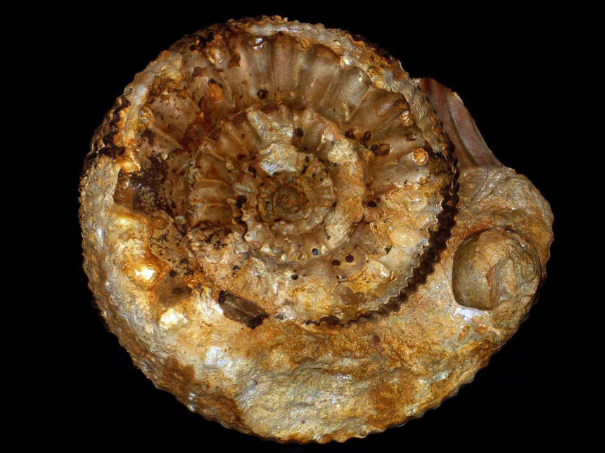 Teloceras ( Pseudoteloceras ) labrum ( Buckman, 1922 ) | Ammoniten....