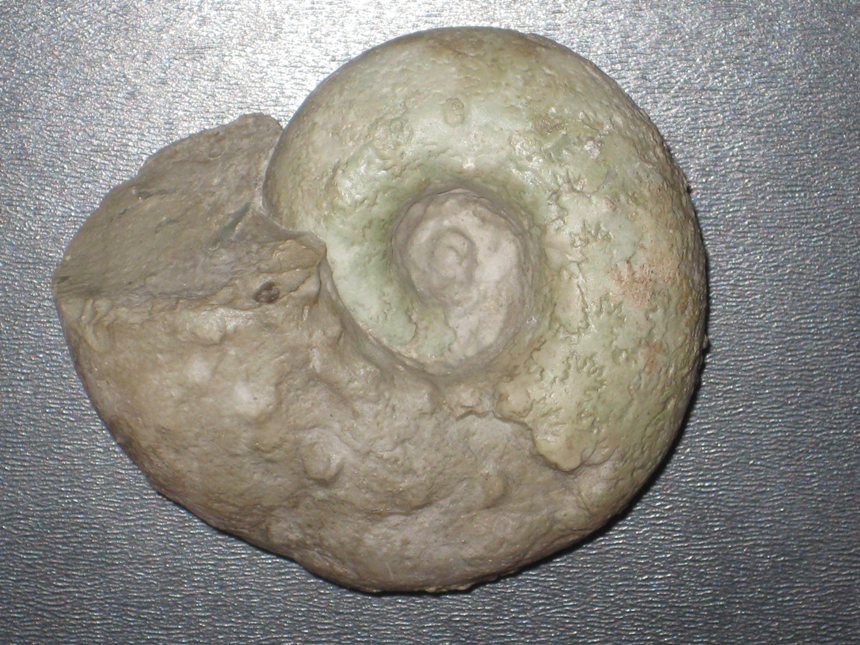 Aspidoceras binodum ( Oppel, 1863 ) | Ammoniten.org