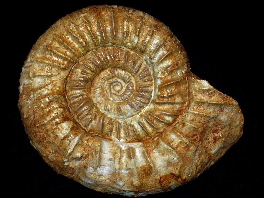 Ataxioceras ( Parataxioceras ) robustum ( Geyer, 1961 ) | Ammoniten...