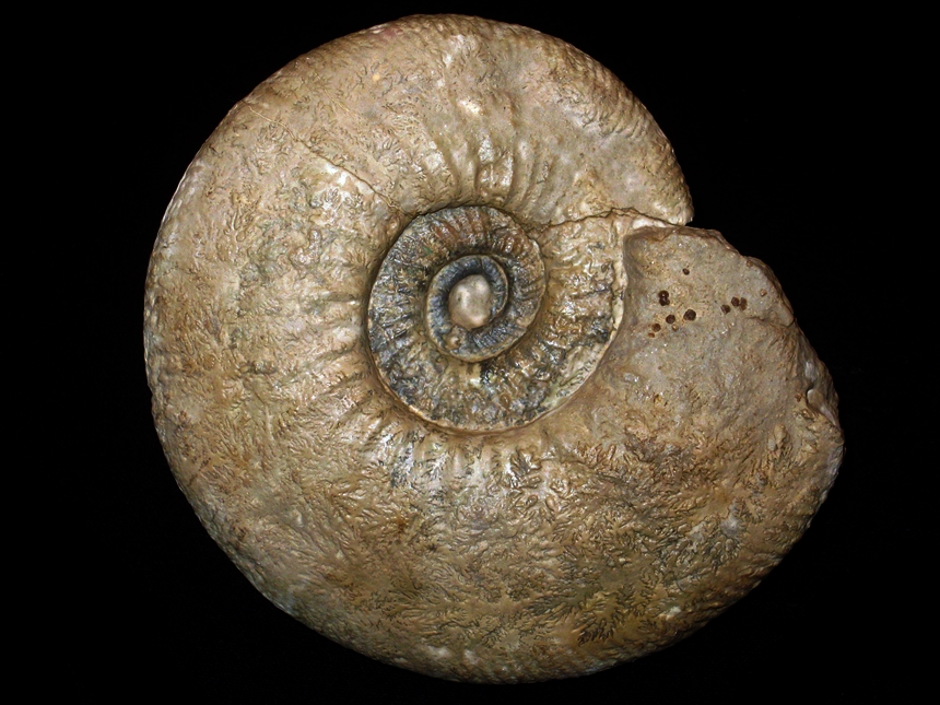 Ataxioceras ( Ataxioceras ) striatellum ( Schneid, 1944 ) | Ammonit...