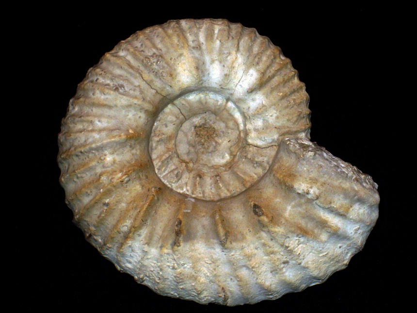 Rasenia ( Eurasenia ) frischlini ( Oppel, 1863 ) | Ammoniten.org