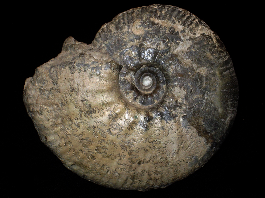 Rasenia ( Involuticeras ) involuta ( Quenstedt, 1849 ) | Ammoniten....