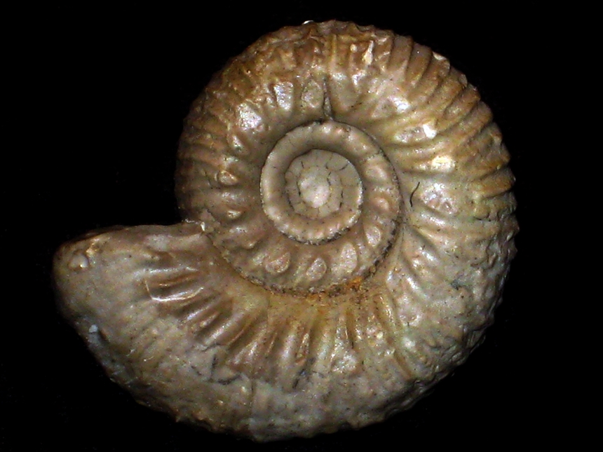 Rasenia ( Prorasenia ) paralepida ( Schneid, 1939 ) | Ammoniten.org