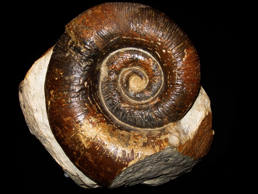 Lytoceras fimbriatum ( Sowerby, 1817 ) | Ammoniten.org