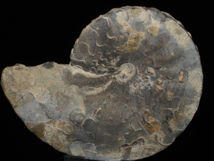 Ceratites ( Discoceratites ) dorsoplanus ( Philippi, 1901 ) | Ammon...