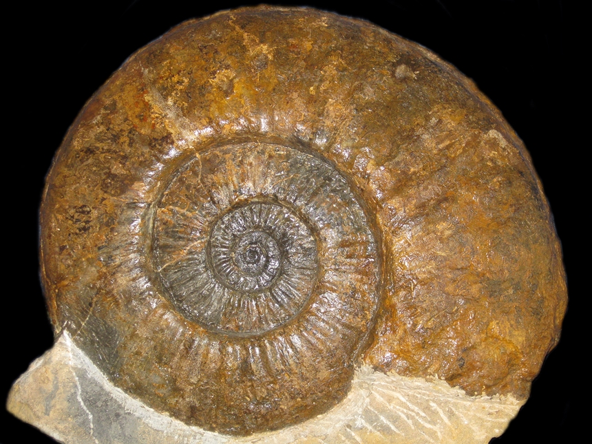 Agassiceras immane ( Guérin-Franiatte, 1966 ) | Ammoniten.org