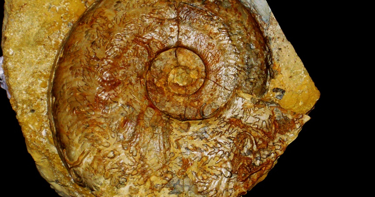 Harpoceras ( Cleviceras ) exaratum ( Young & Bird, 1828 ) | Ammonit...