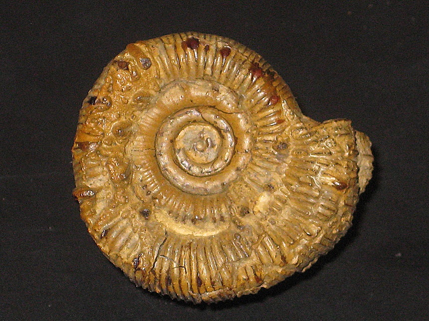 Nodicoeloceras crateriforme ( Monestier, 1931 ) | Ammoniten.org