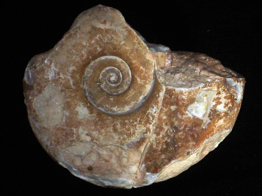 Lytoceras ( Mojsvarites ) eugyrum ( v. Mojsisovics, 1873 ) | Ammoni...