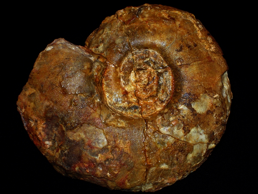 Lytoceras simonyi ( v. Hauer, 1847 ) | Ammoniten.org