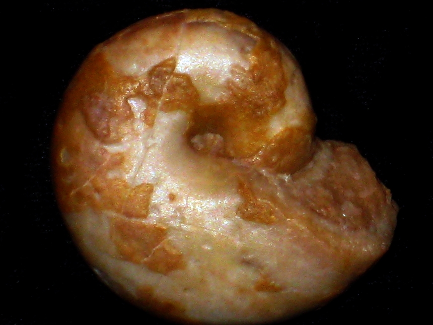 Pinacoceras applanatum ( v. Mojsisovics, 1873 ) | Ammoniten.org
